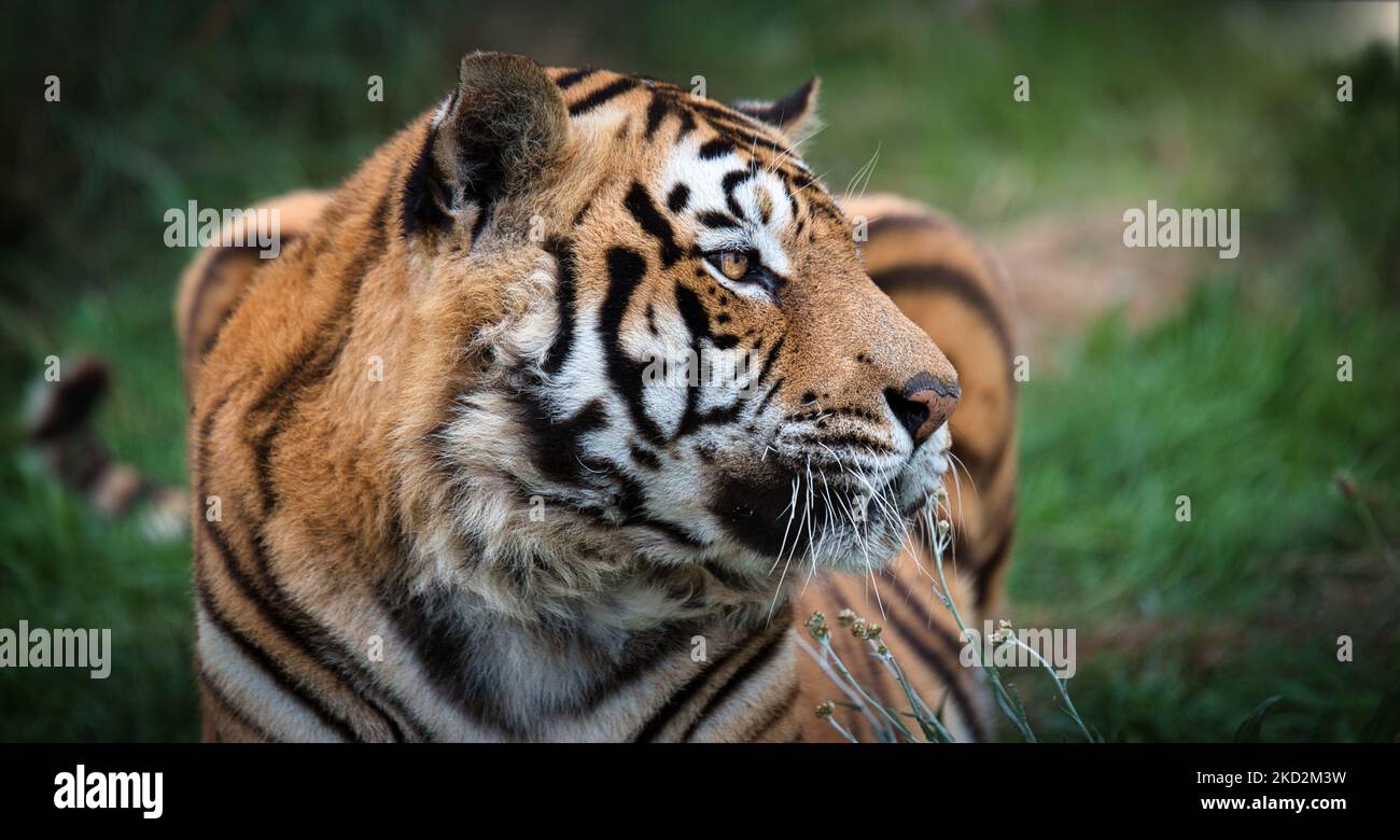 Amazing Wild Tiger lying in nat Stock Photo - Alamy
