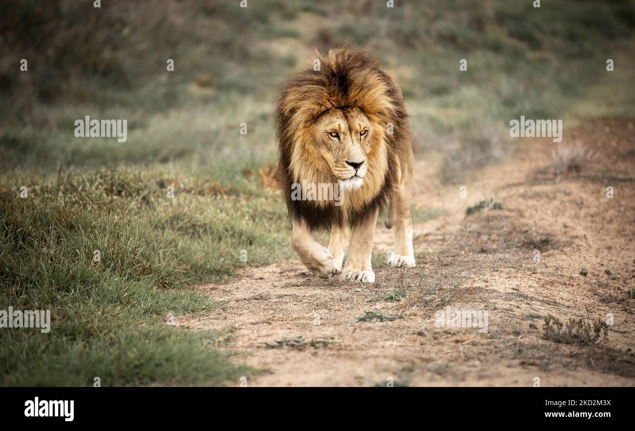 Majestic male African lion king of the jungle - Mighty wild animal of ...
