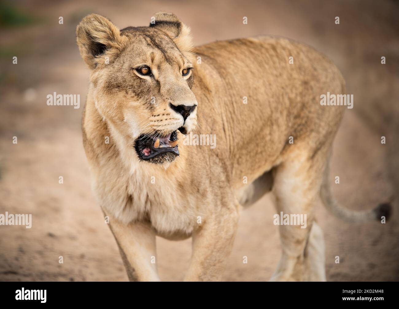 Majestic male African lion king of the jungle - Mighty wild animal of ...