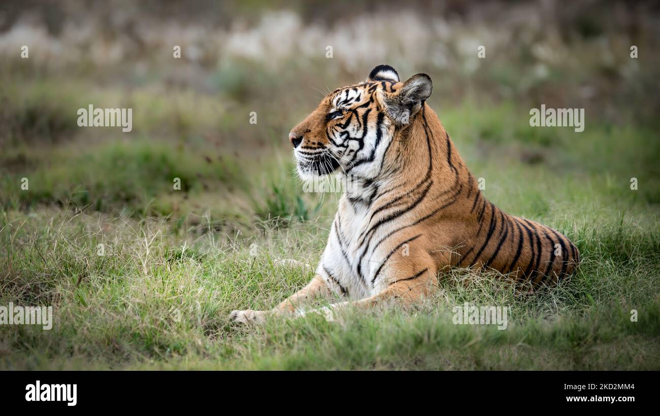 Majestic tiger of the jungle - Mighty wild animal in nature, roaming ...