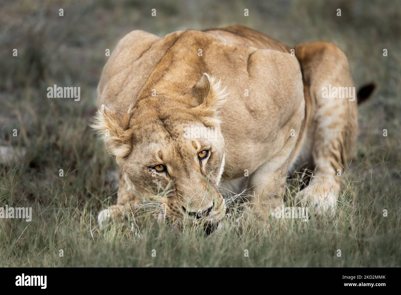 Awesome African lioness Queen of the jungle - Mighty wild animal in ...