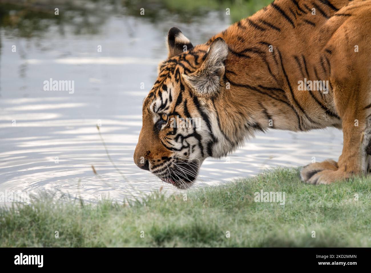 Majestic tiger of the jungle - Mighty wild animal in nature, roaming ...