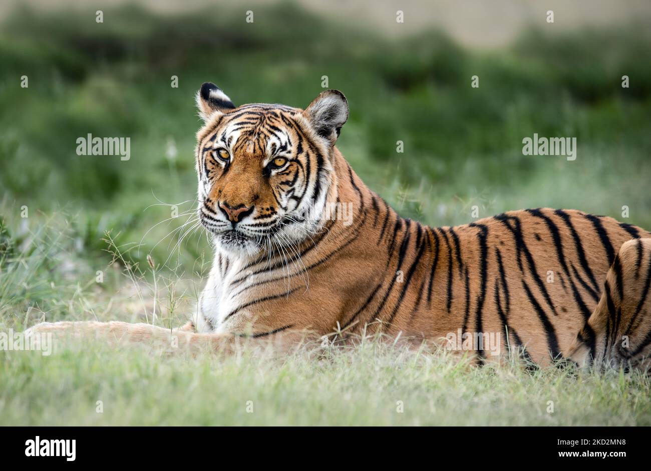 Majestic tiger of the jungle - Mighty wild animal in nature, roaming ...