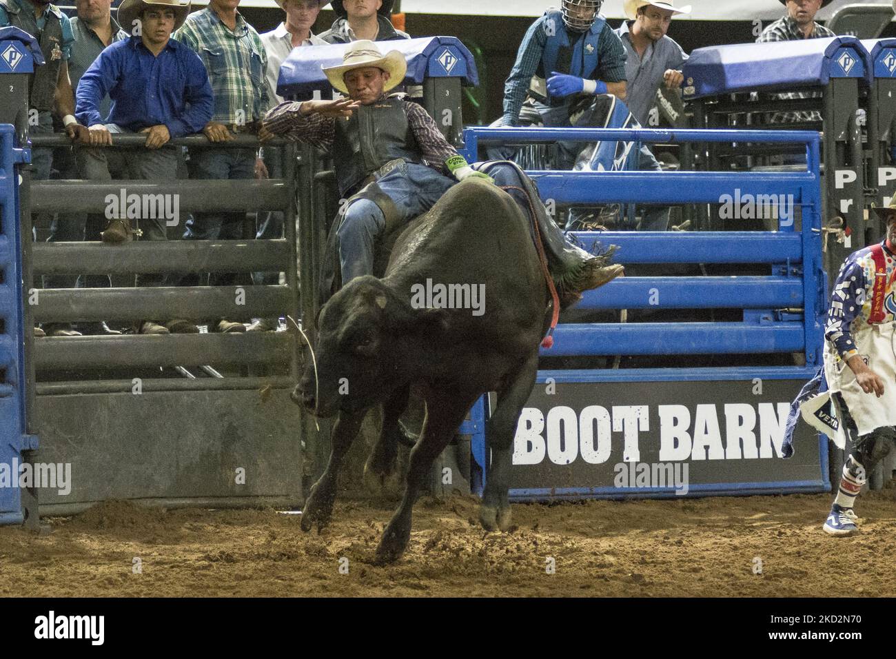 Monster bulls event hi-res stock photography and images - Alamy