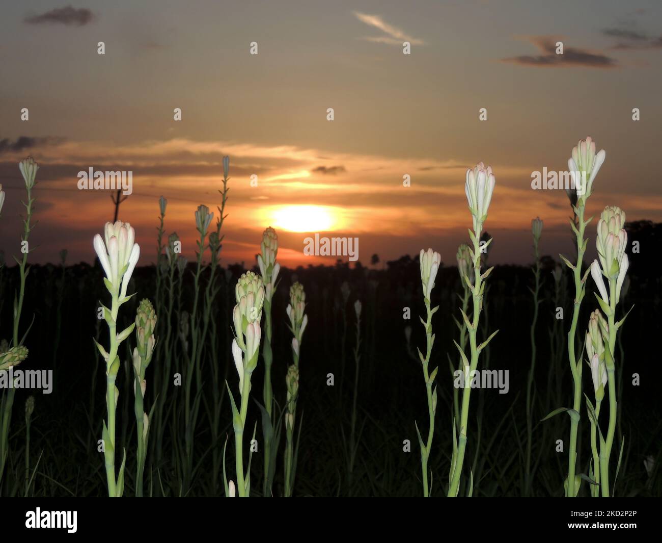 Tuberose flowers hi-res stock photography and images - Alamy