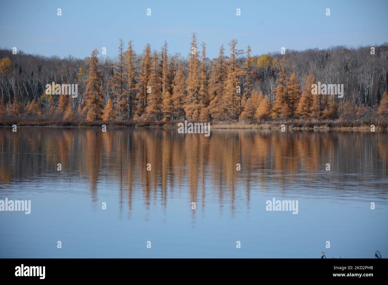 Northern Ontario lake with still water in fall Stock Photo - Alamy