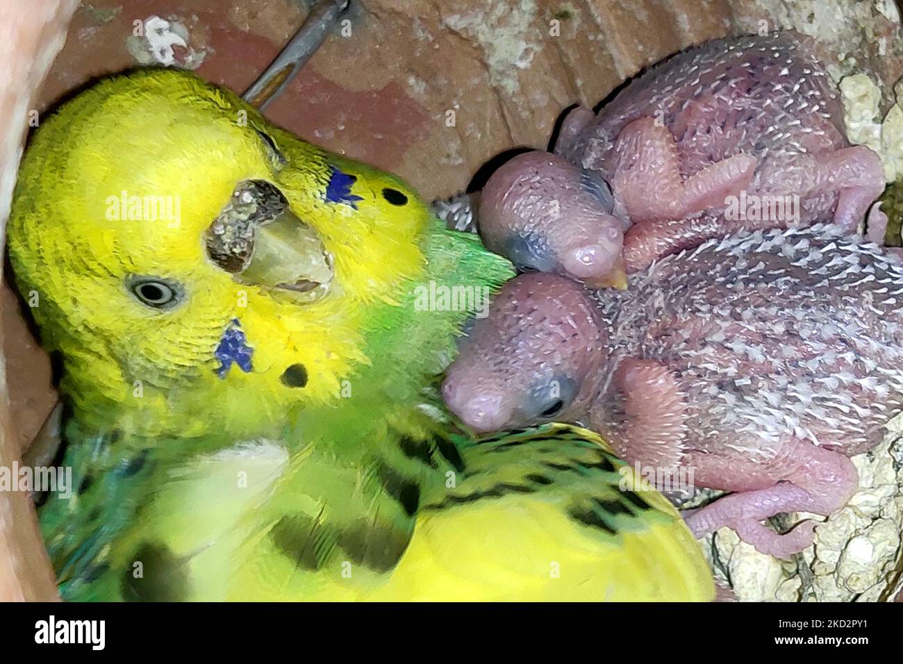 A Budgie (parakeet) with newly born parrots in Ajmer, Rajasthan, India ...