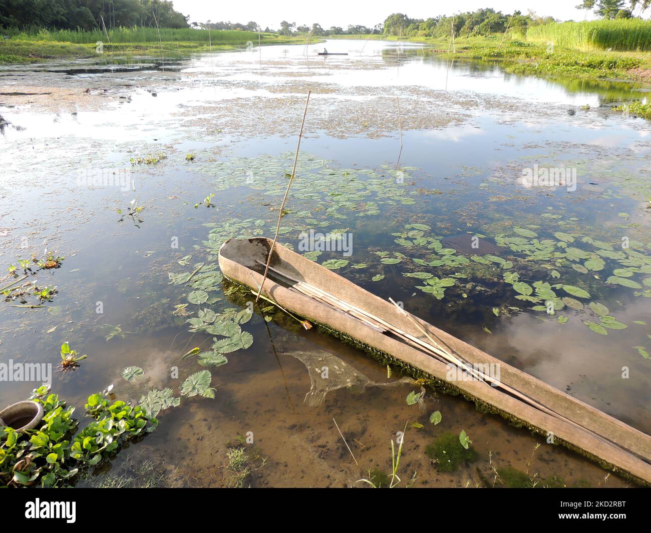 A beautiful shot of a wetland with water-plants surrounded with green ...