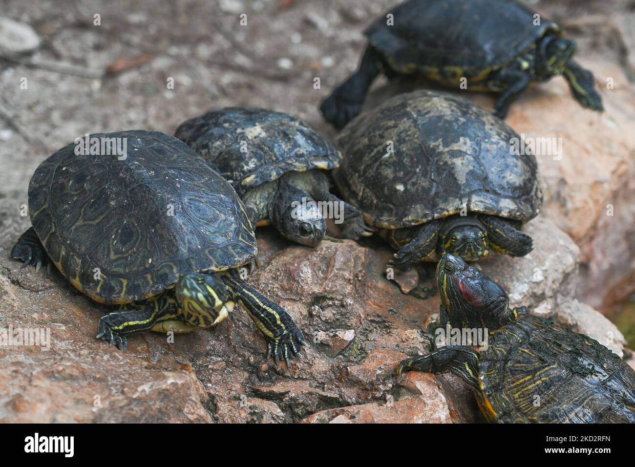 Turtles at the ZOO in Merida. On Sunday, February 13, 2022, in Merida ...