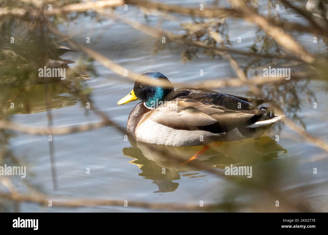Mallard ducks are seen at Miami Whitewater Forest Park in Cincinnati ...