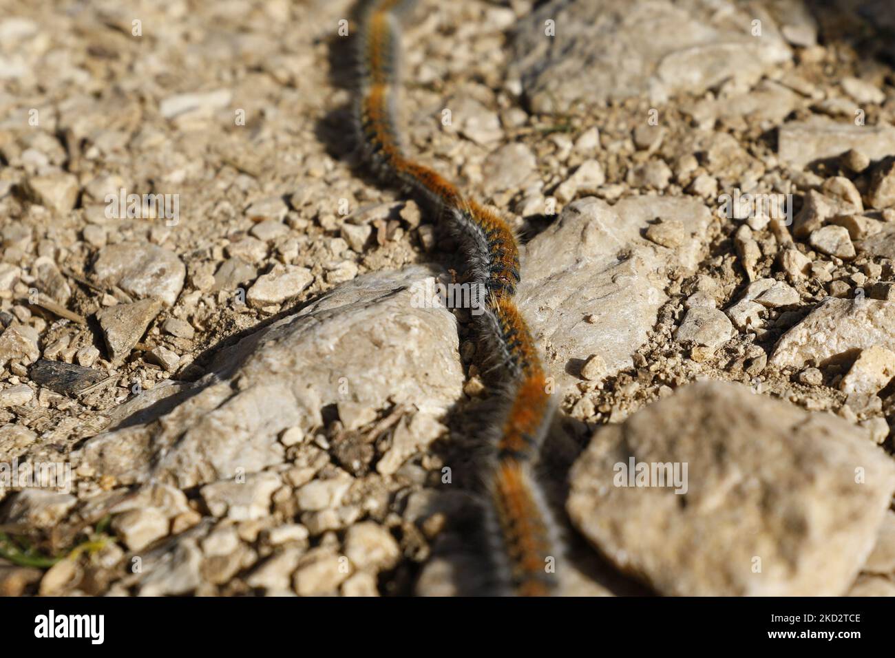 Processionary caterpillars are seen on the ground in the Sierra de ...