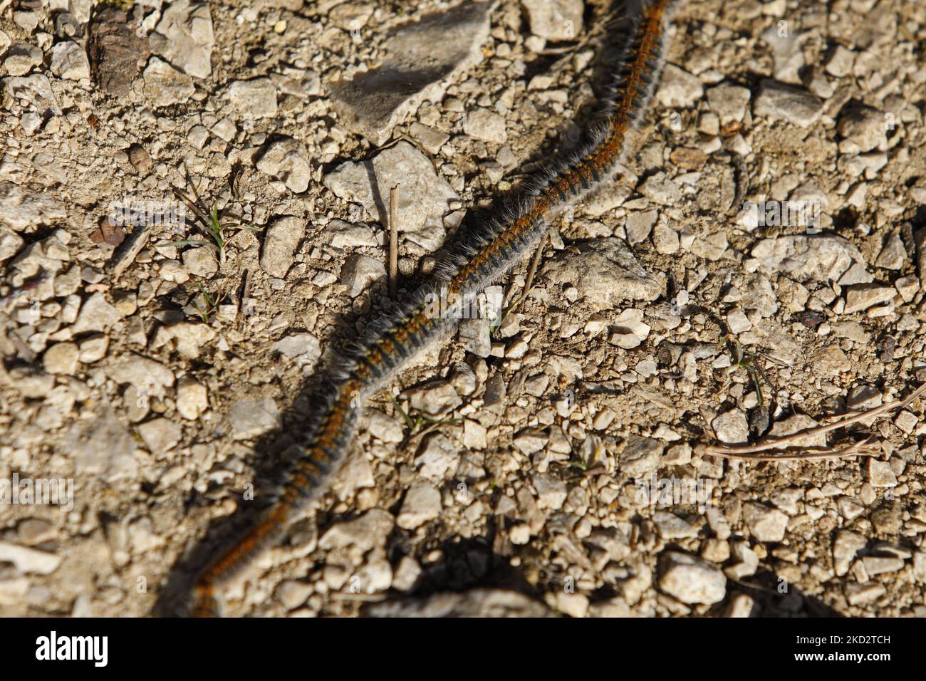 Processionary caterpillars are seen on the ground in the Sierra de ...