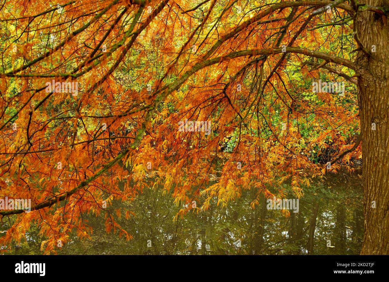 section of the bark and braches of an acacia tree in autumnal yellow ...