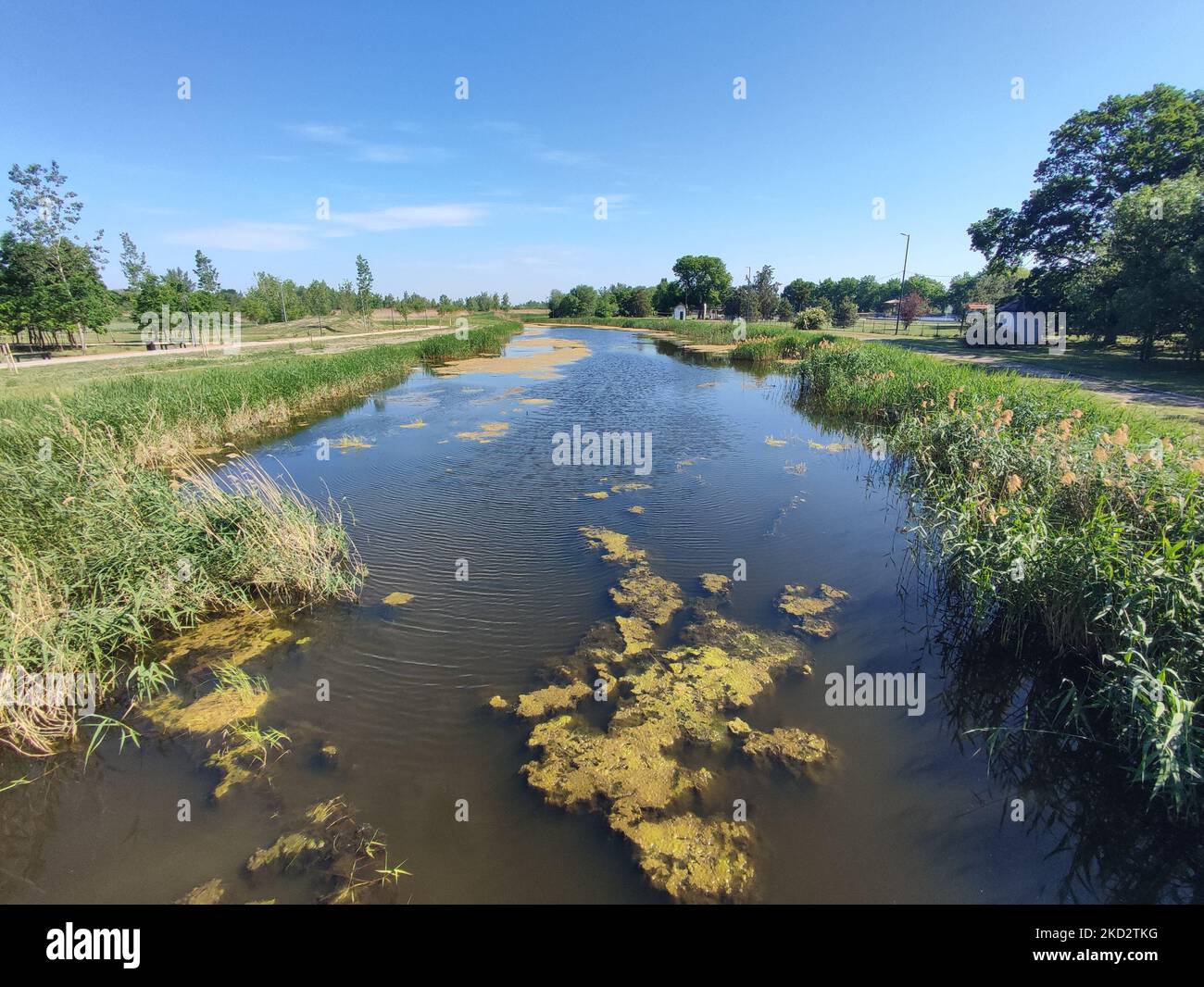 The river with algae surrounded by green reeds. Countryside summer ...
