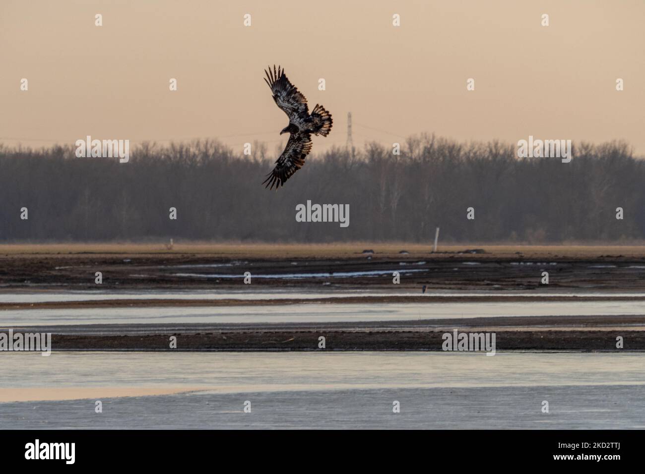 A juvenile bald eagle is seen looking for food along the semi-frozen ...