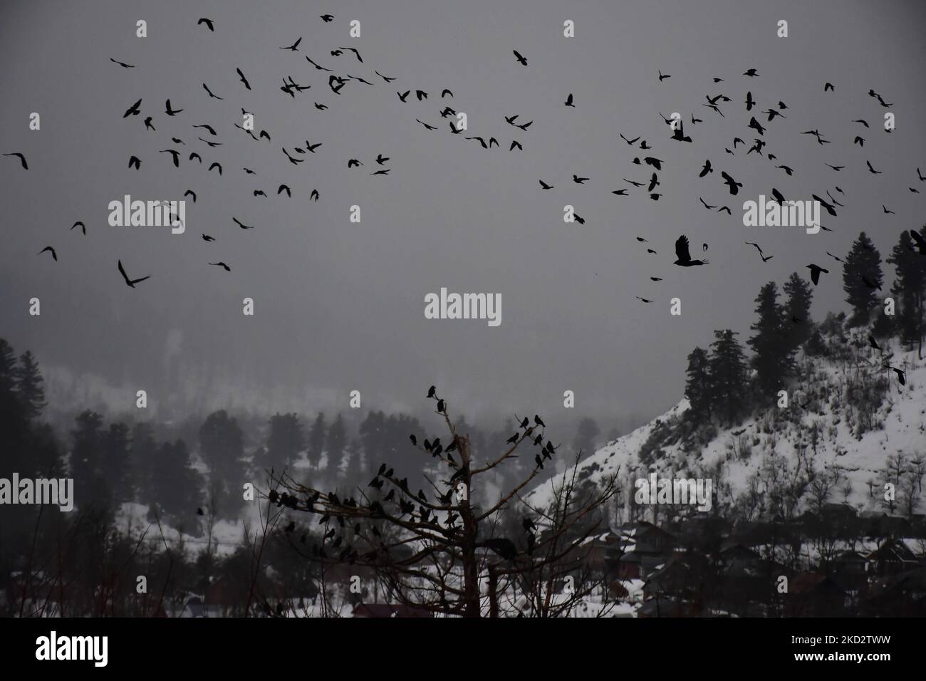 Birds fly during snowfall at the famous ski destination Gulmarg on 15 ...