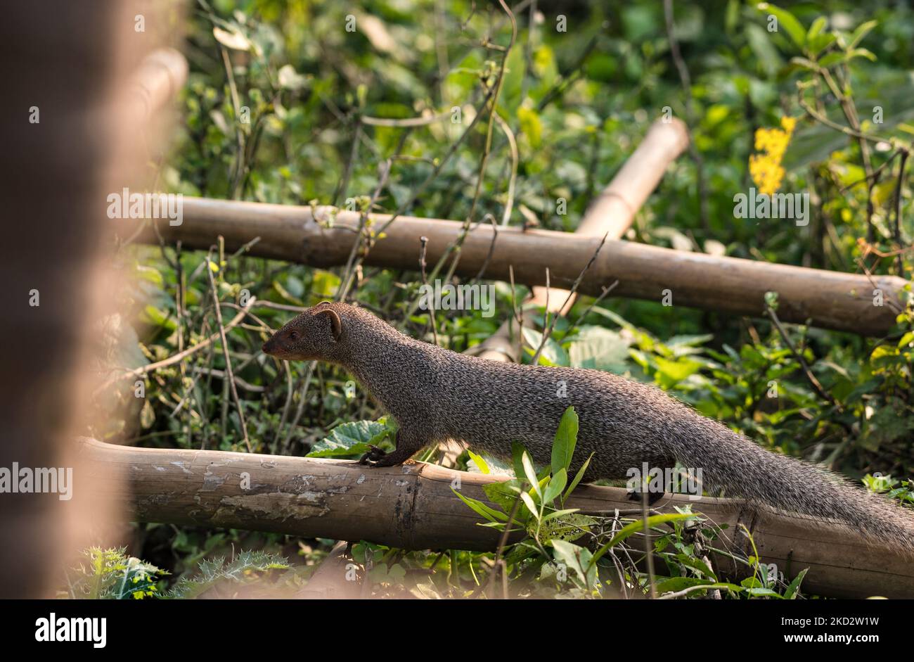The Indian gray mongoose or common gray mongoose is sitting on the ...