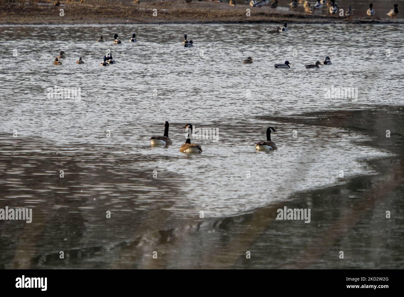 Geese are seen at rest along the semi-frozen Great Miami River near ...