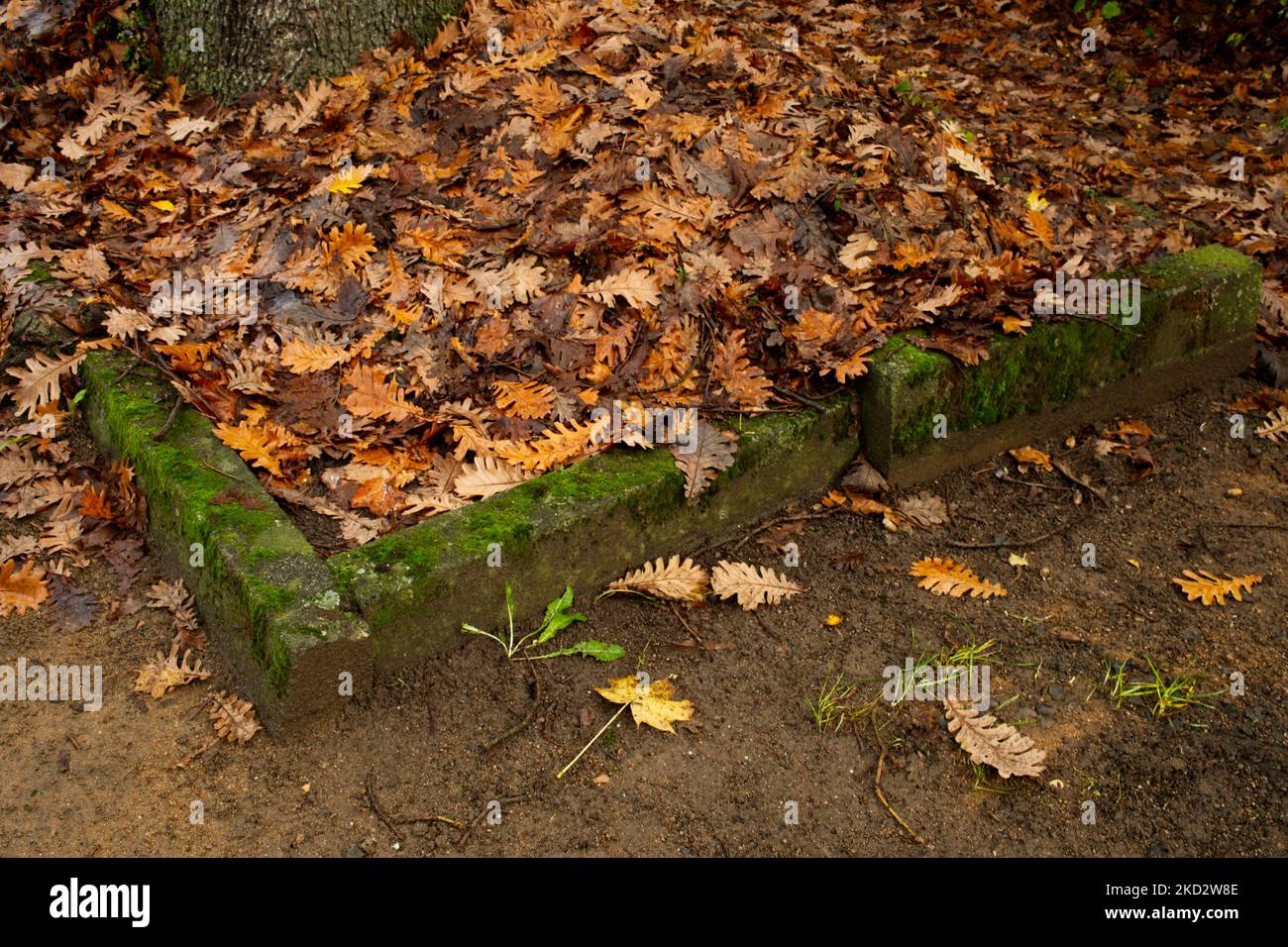 pile of autumnal foliage of fallen brown leaves at the bottom of an oak ...