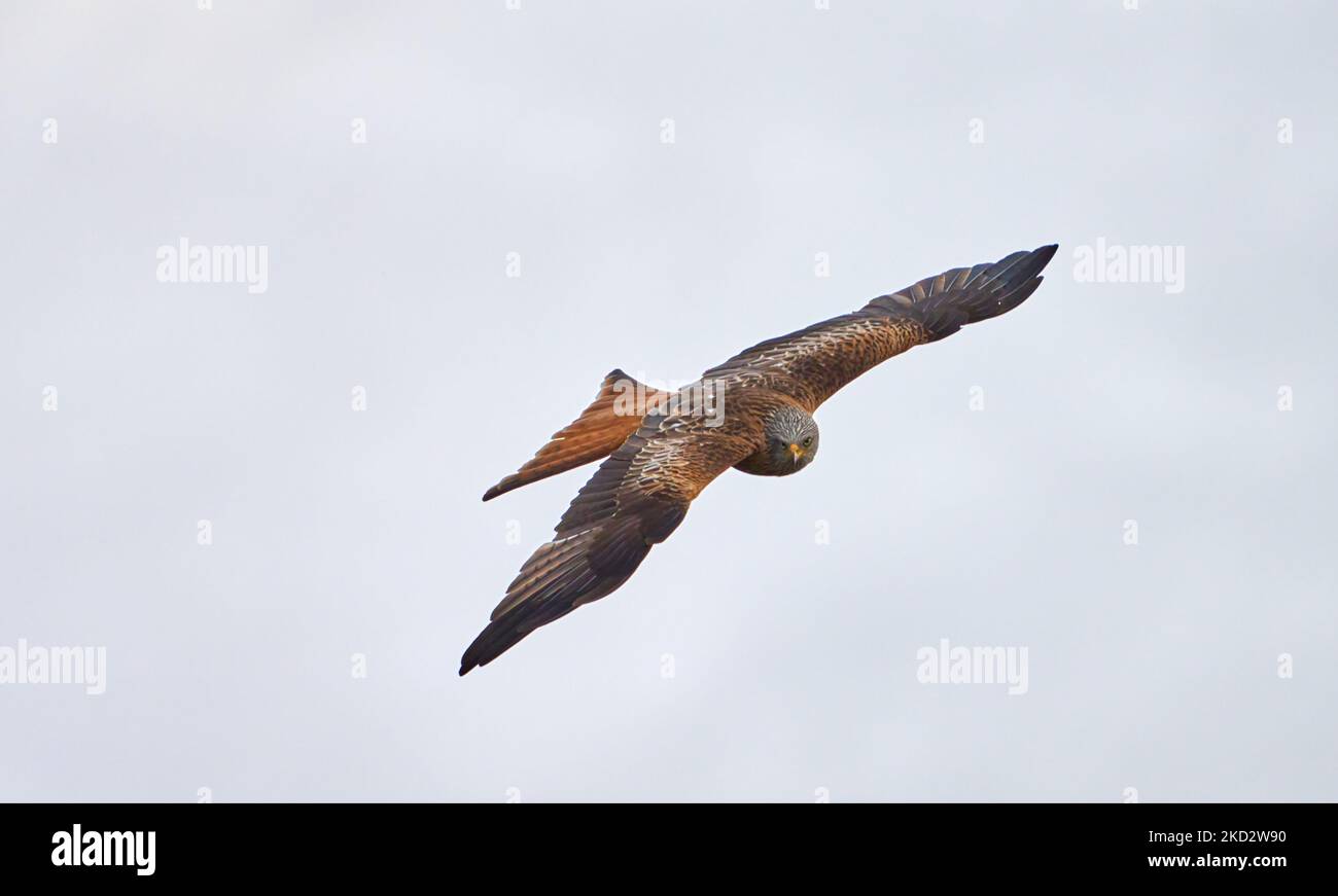 The view of a Red kite flying in the gray sky with wide-opened wings ...
