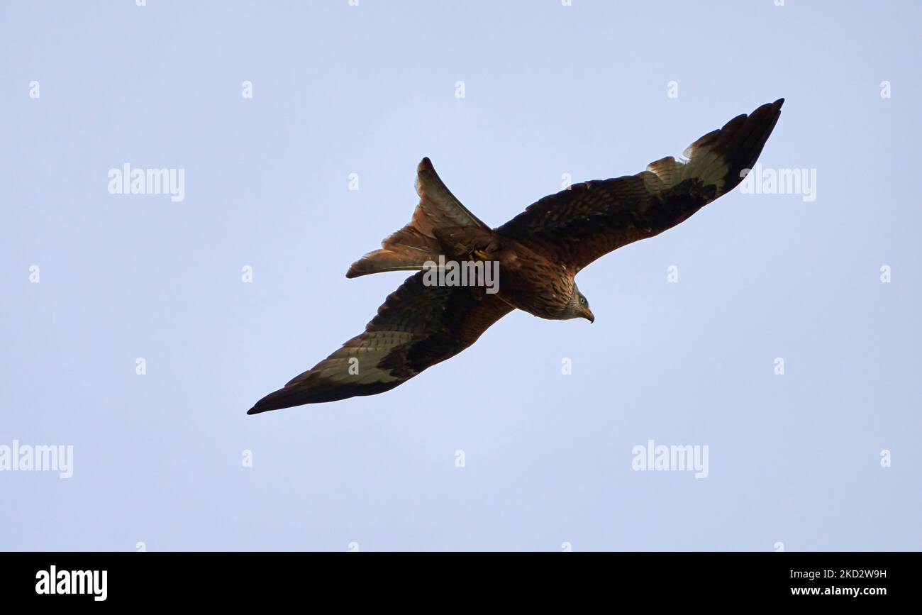 Close up low flying kite hi-res stock photography and images - Alamy