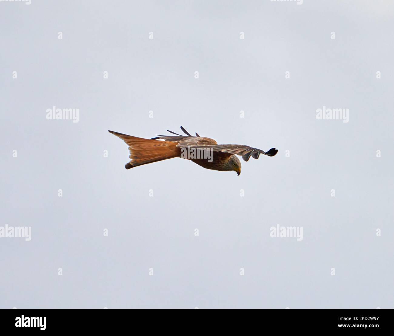 Close up low flying kite hi-res stock photography and images - Alamy