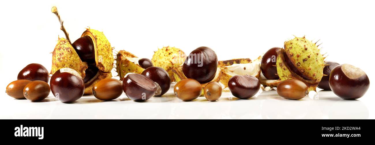 Chestnuts with Acorns isolated on white Background - Panorama Stock ...