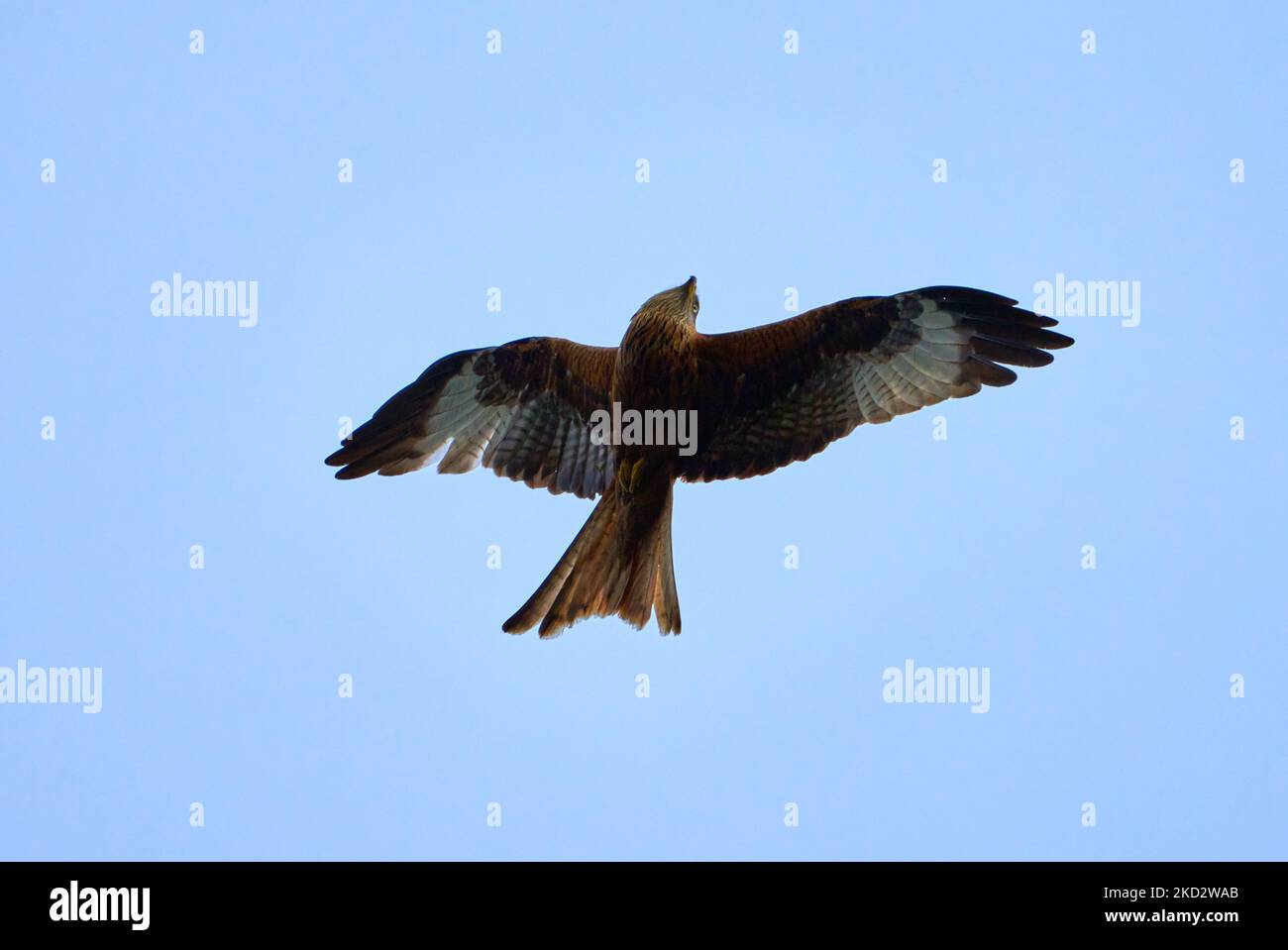 Close up low flying kite hi-res stock photography and images - Alamy