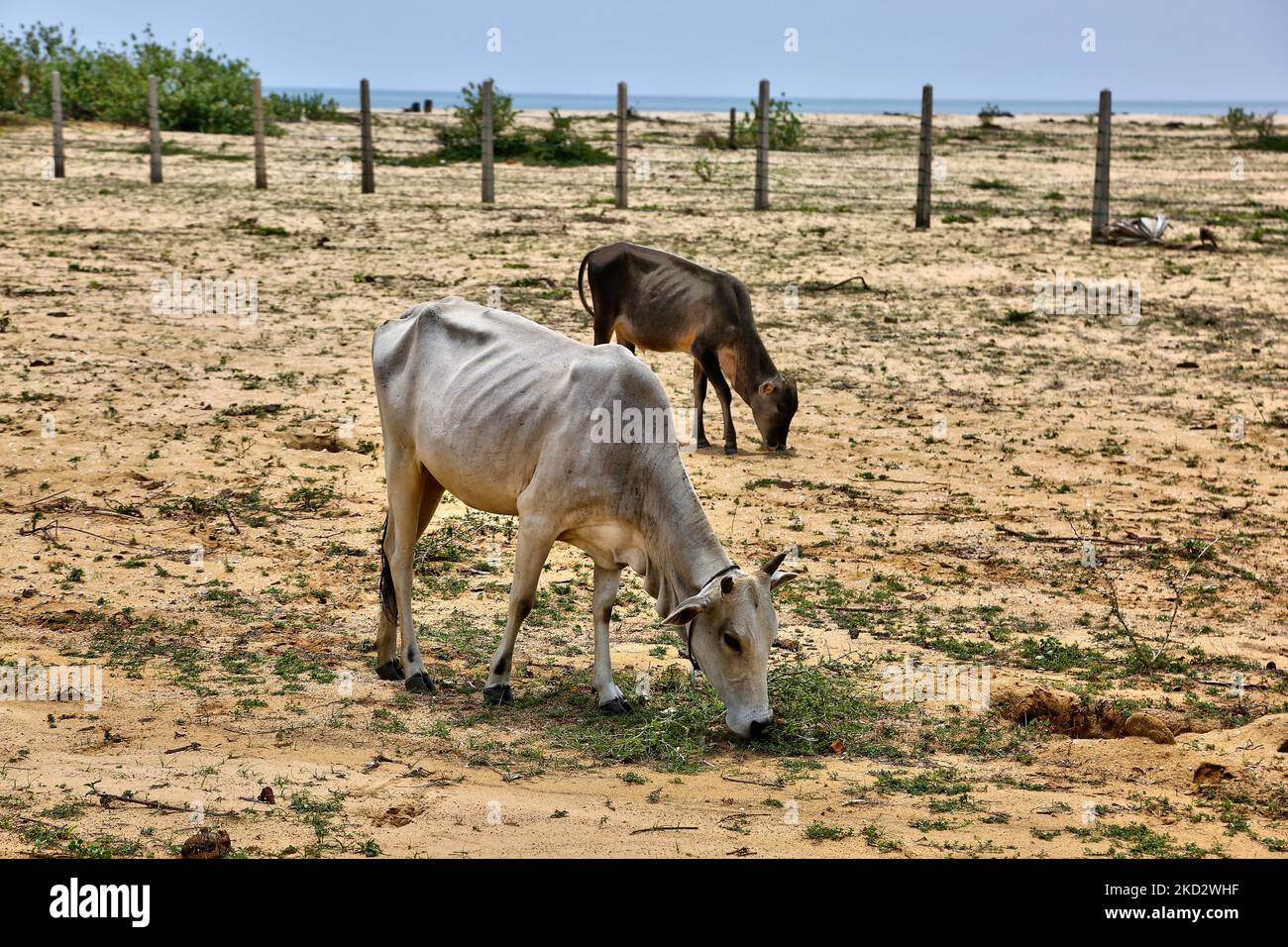 Sri lanka cattle graze hi-res stock photography and images - Alamy