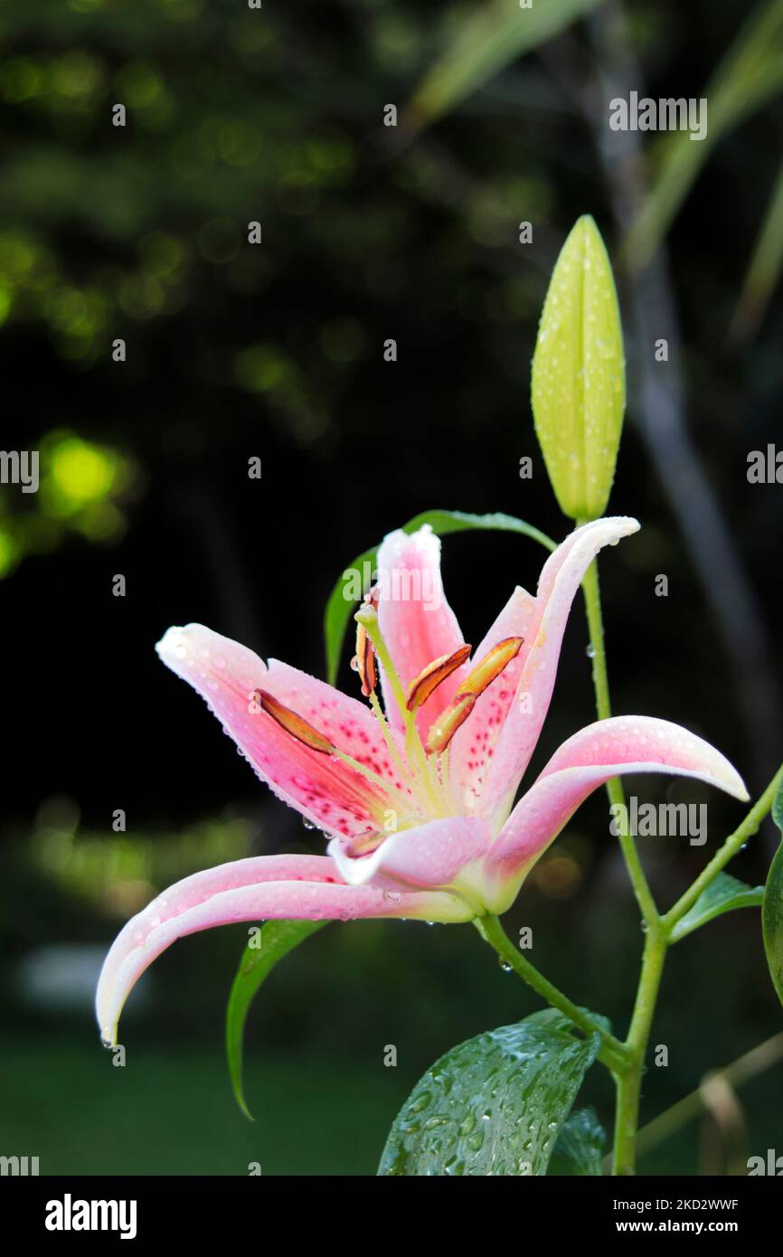 Oriental Pink Lily After Morning Rain Stock Photo - Alamy