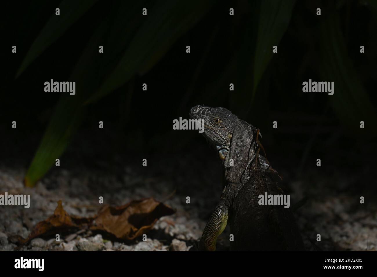 Iguana seen inside the ZOO in Merida (Parque Zoológico del Centenario ...