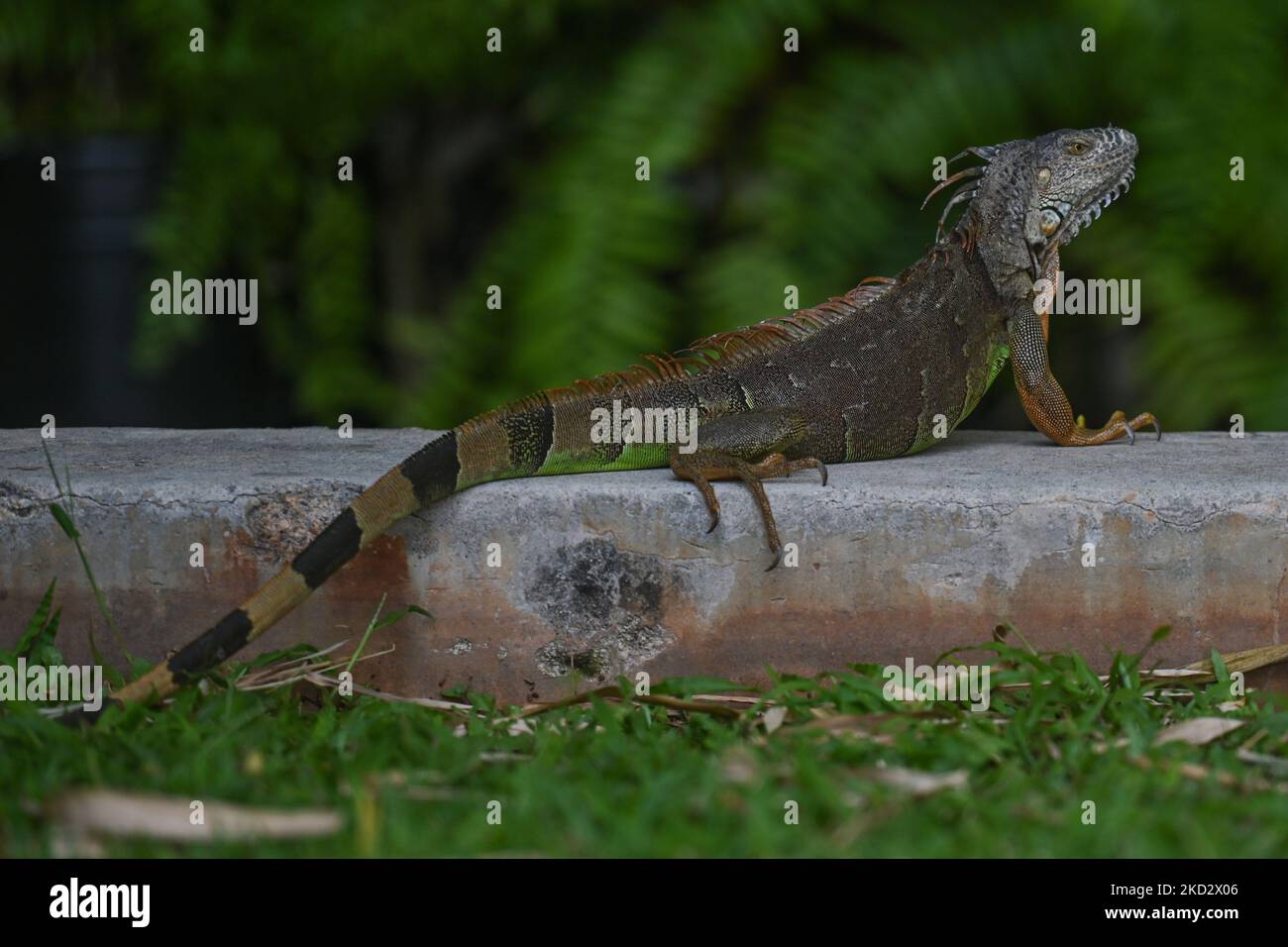 Iguana seen inside the ZOO in Merida (Parque Zoológico del Centenario ...
