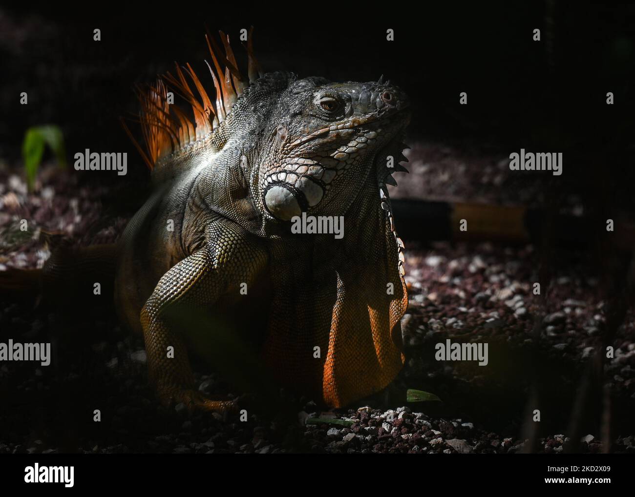 Iguana seen inside the ZOO in Merida (Parque Zoológico del Centenario ...