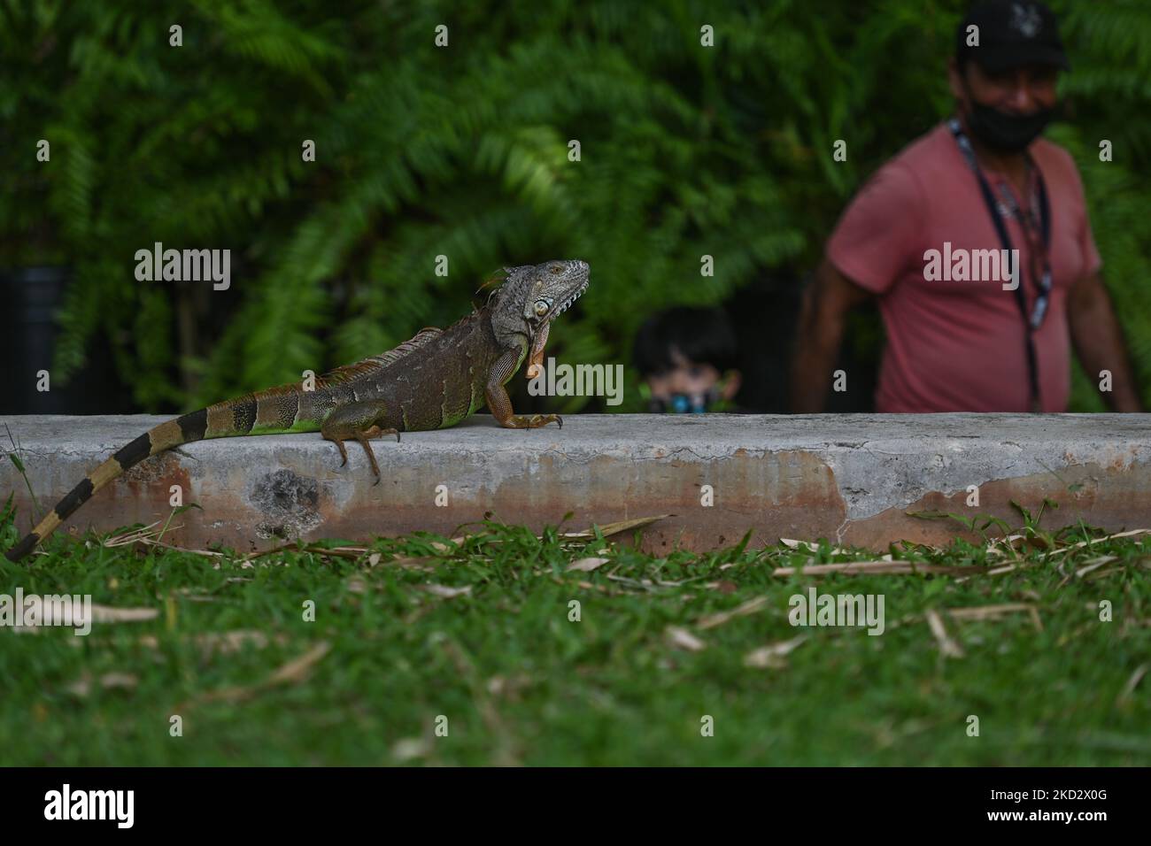 Iguana seen inside the ZOO in Merida (Parque Zoológico del Centenario ...