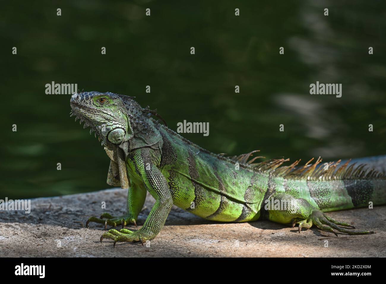 Iguana seen inside the ZOO in Merida (Parque Zoológico del Centenario ...