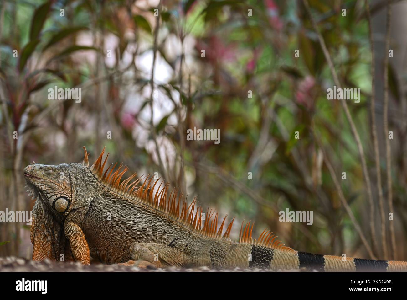 Iguana seen inside the ZOO in Merida (Parque Zoológico del Centenario ...