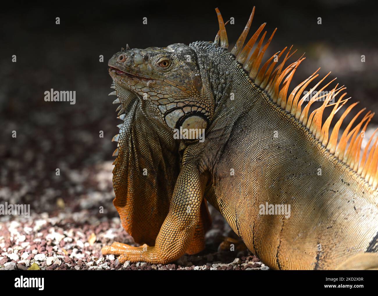 Iguana seen inside the ZOO in Merida (Parque Zoológico del Centenario ...
