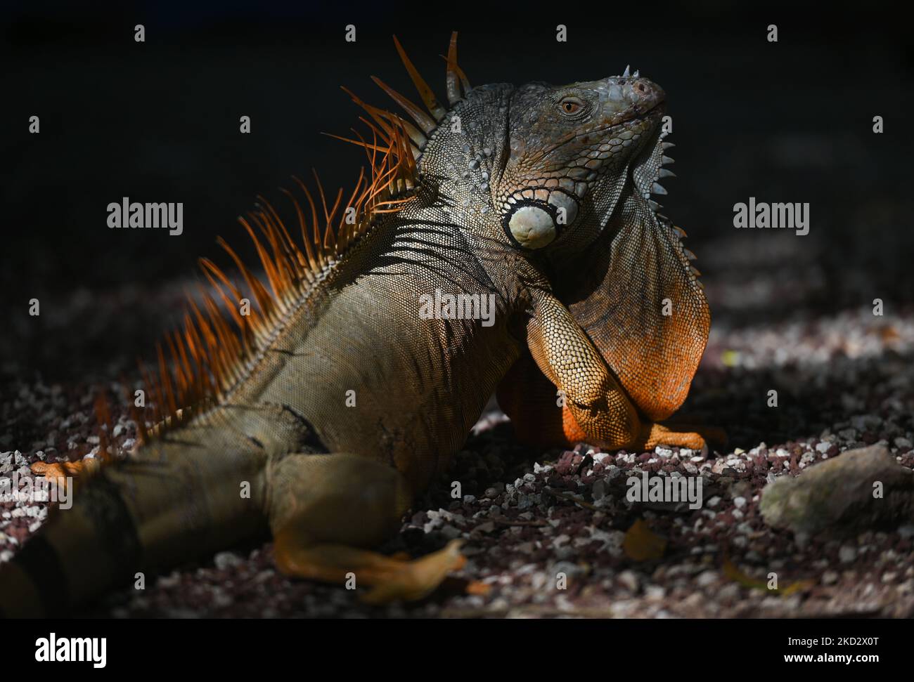 Iguana seen inside the ZOO in Merida (Parque Zoológico del Centenario ...