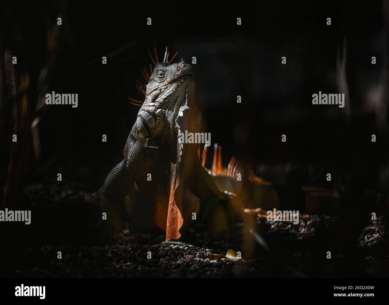 Iguana seen inside the ZOO in Merida (Parque Zoológico del Centenario ...