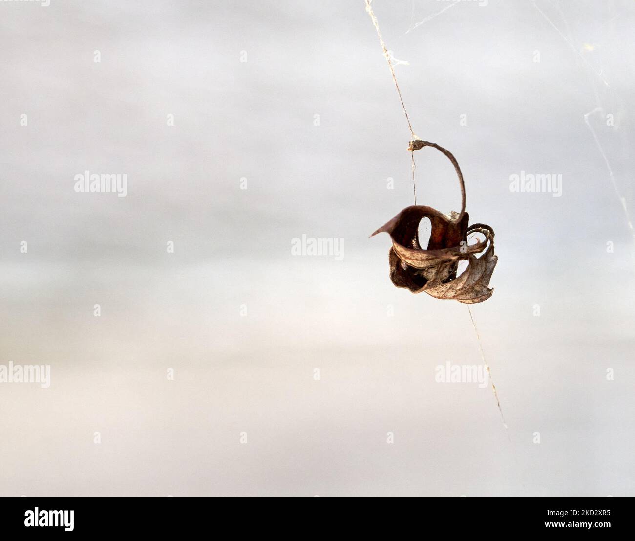 The close-up view of a dry autumn leaf hung from a thread before the ...