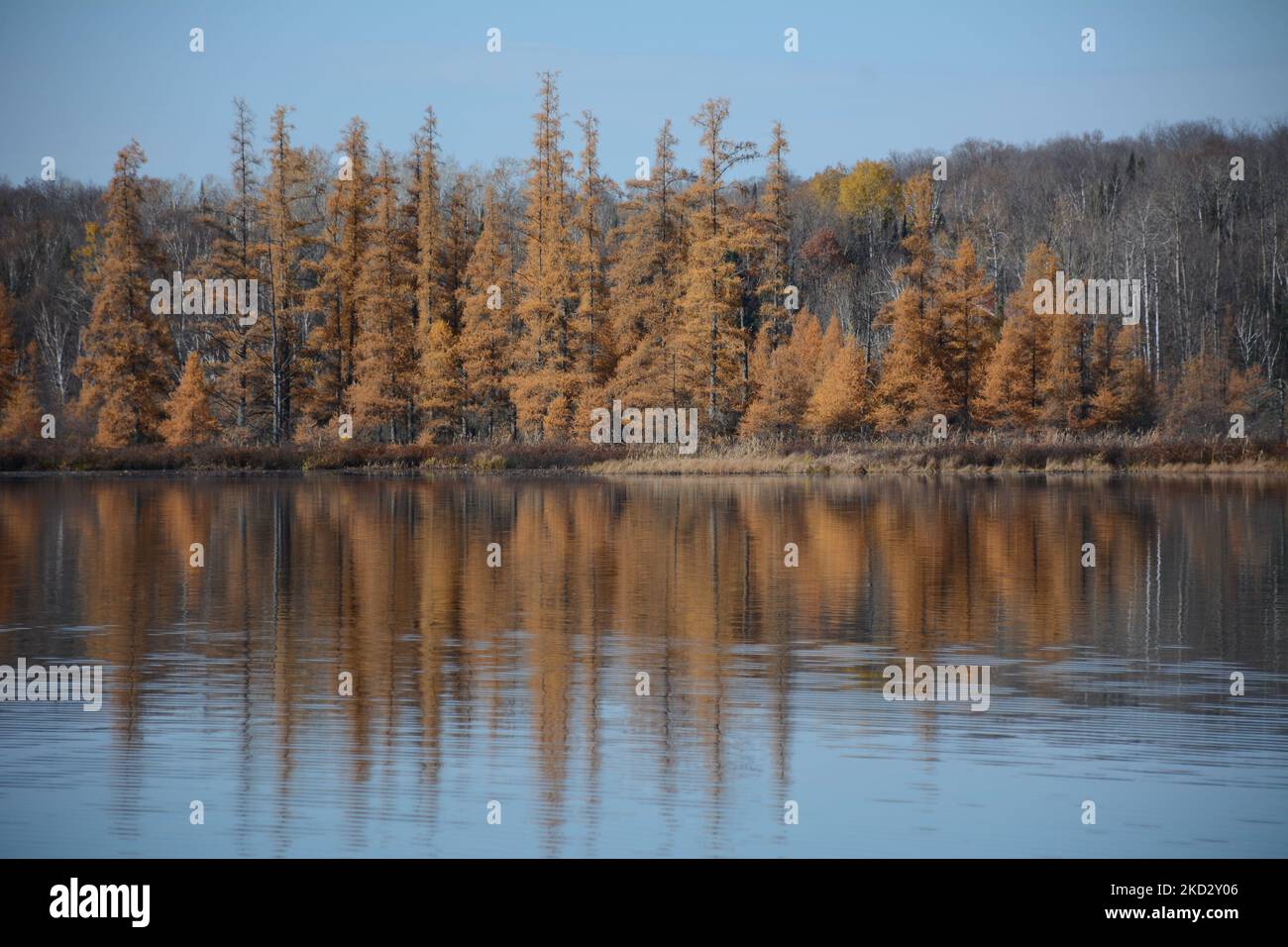 Northern Ontario lake with still water in fall Stock Photo - Alamy