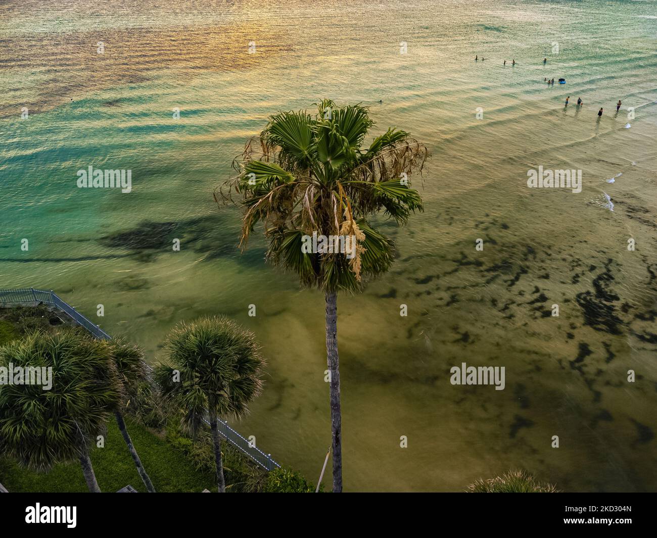An aerial view of a palm tree at the shore of an ocean at soft sunset ...