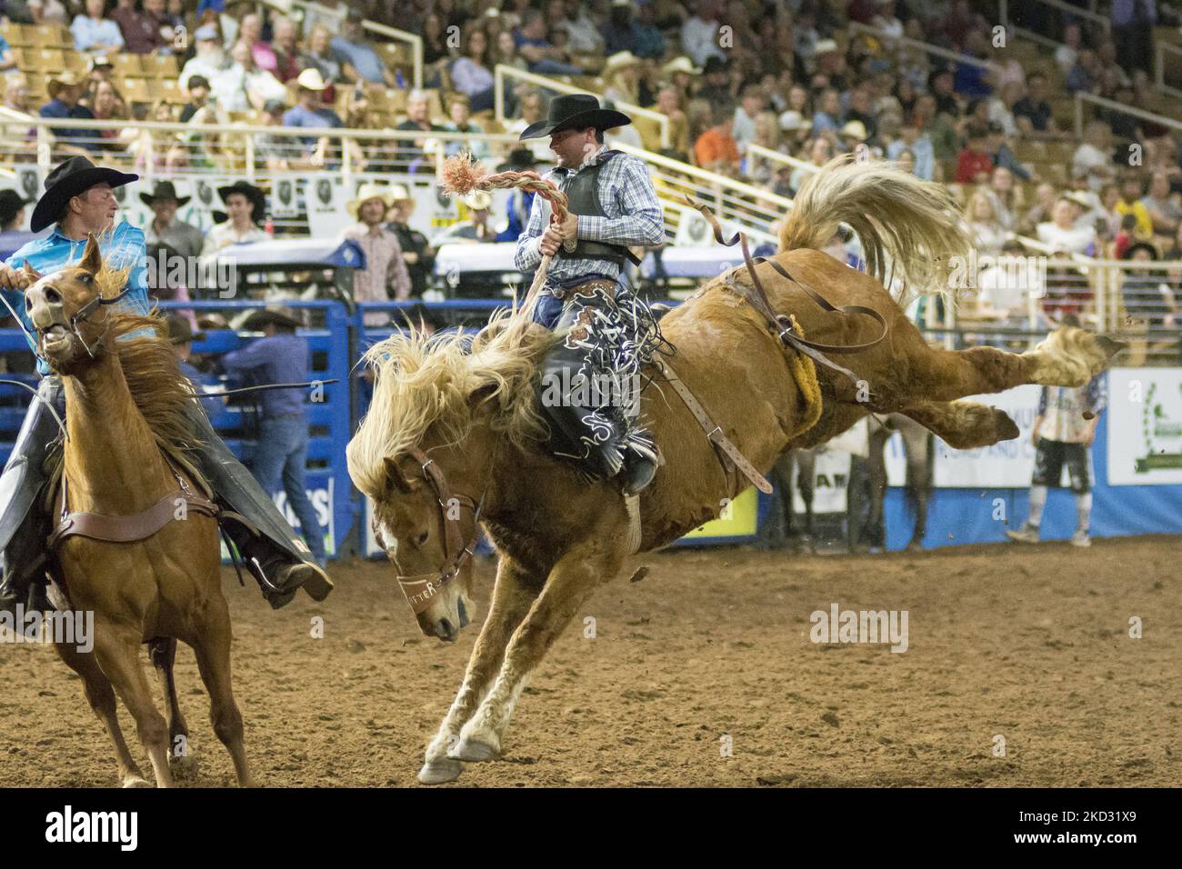 Wade Brown of Norco, California, USA competes in the Saddle Bronc event ...