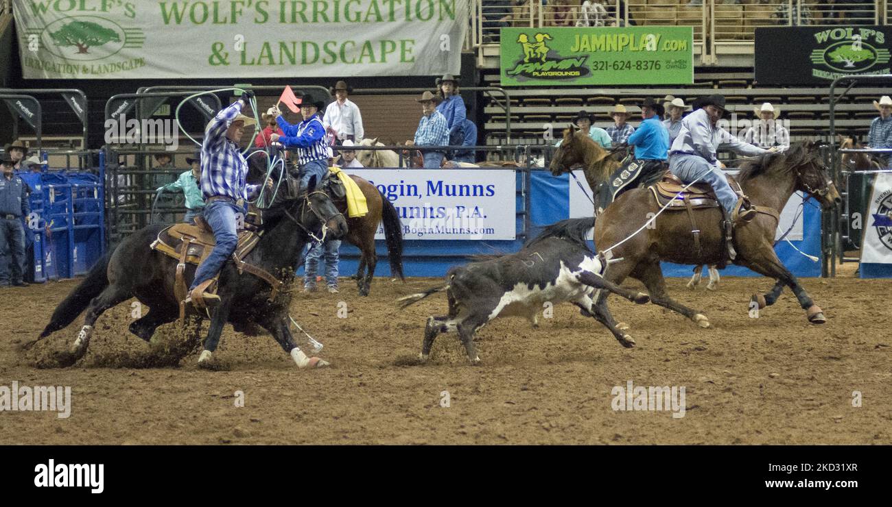 Silver Spurs Rodeo, Kissimmee, Florida USA - in the team roping event ...