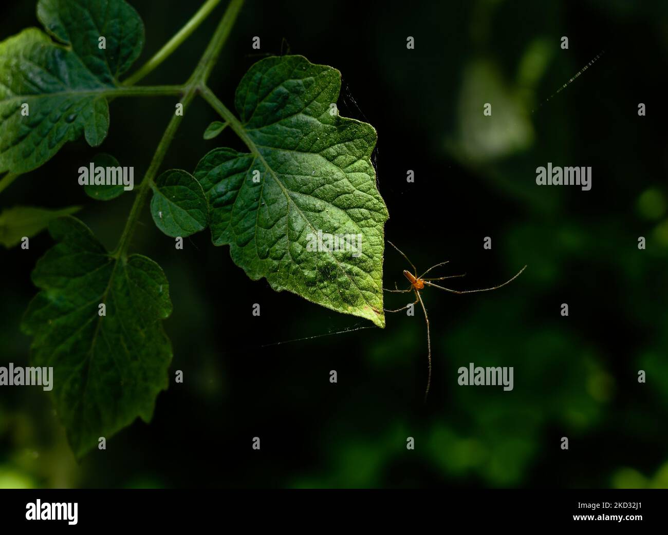 Decorative Silver Orb Spider (Leucauge decorata) couple is hanging on a ...