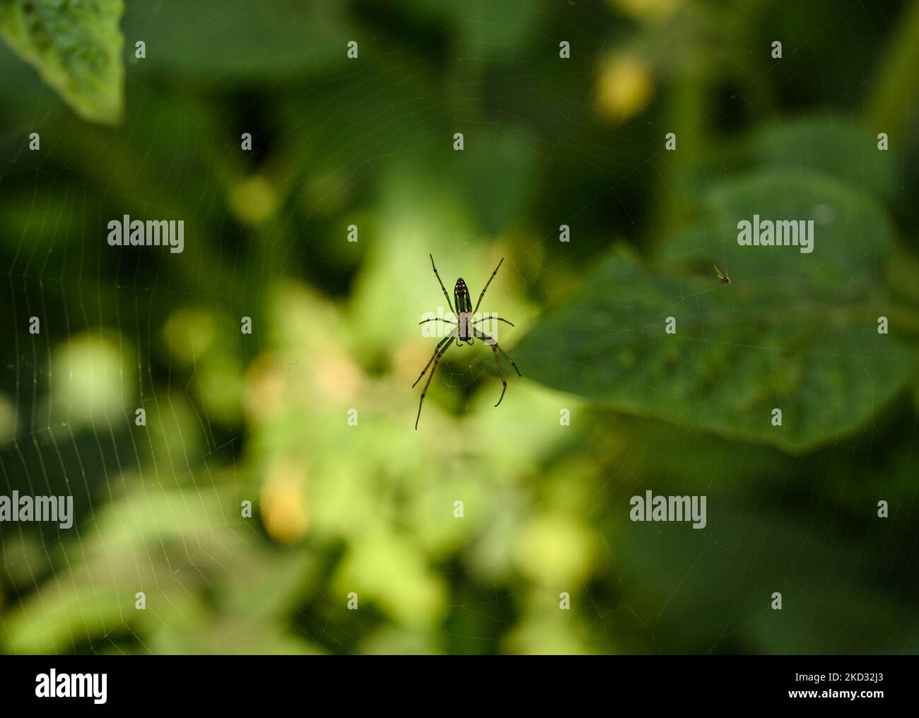 Decorative Silver Orb Spider (Leucauge decorata) couple is hanging on a ...