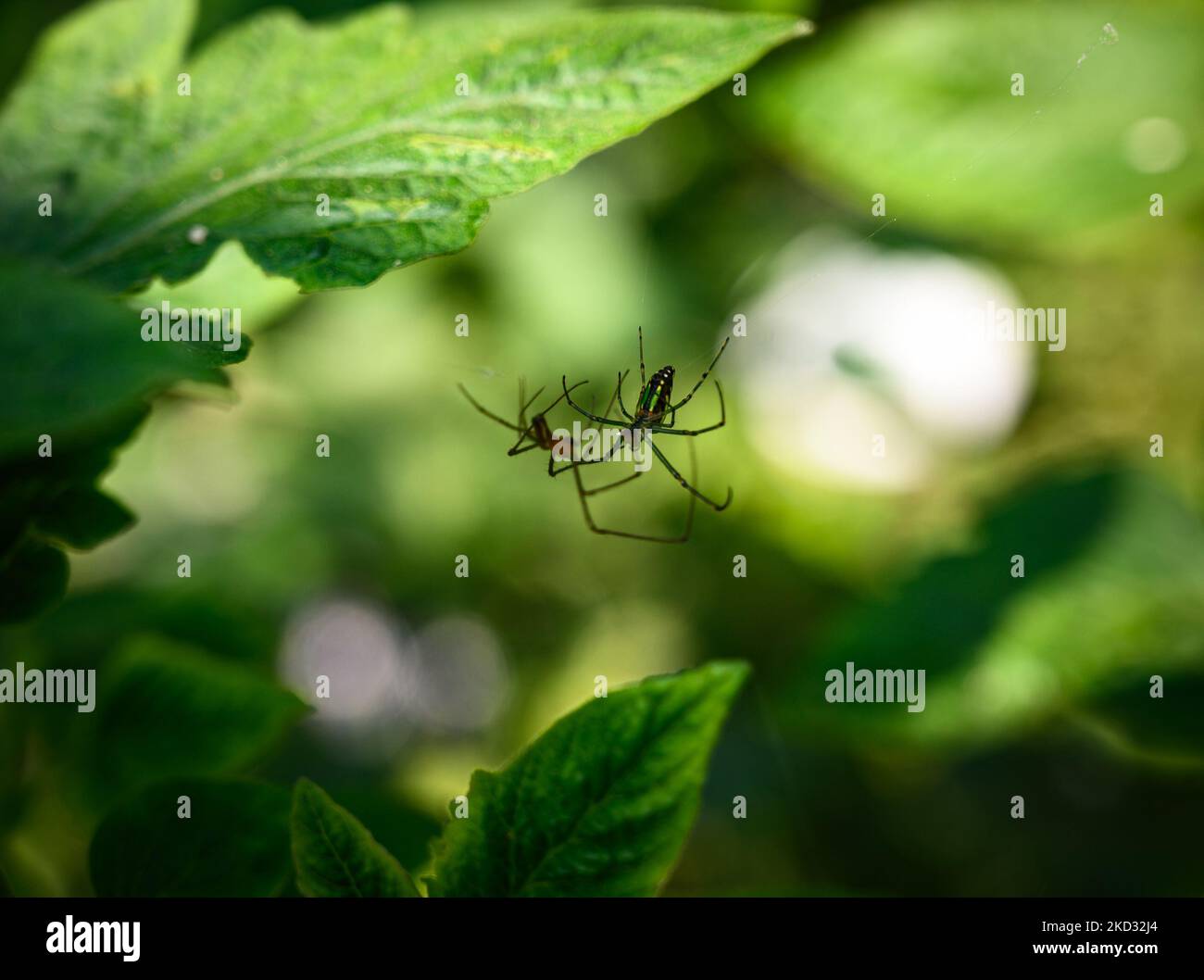 Decorative Silver Orb Spider (Leucauge decorata) couple is hanging on a ...