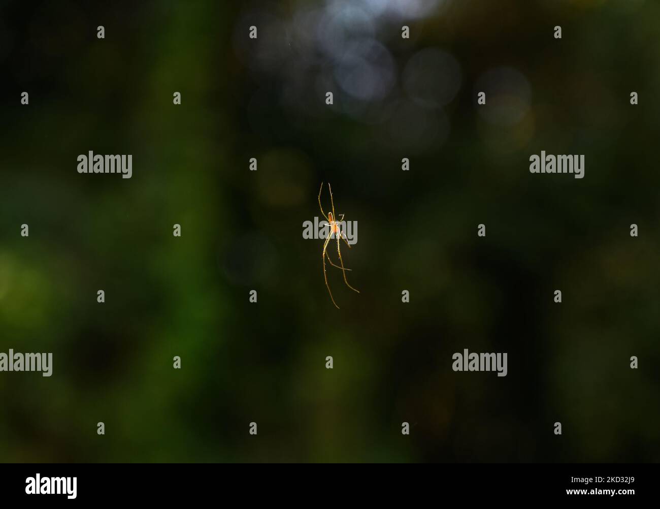 Decorative silver orb spider hi-res stock photography and images - Alamy