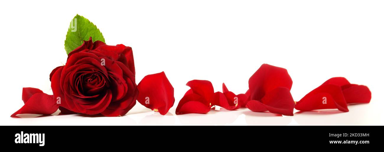 Valentines Day Roses Banner with Rose Petals - Panorama isolated on ...