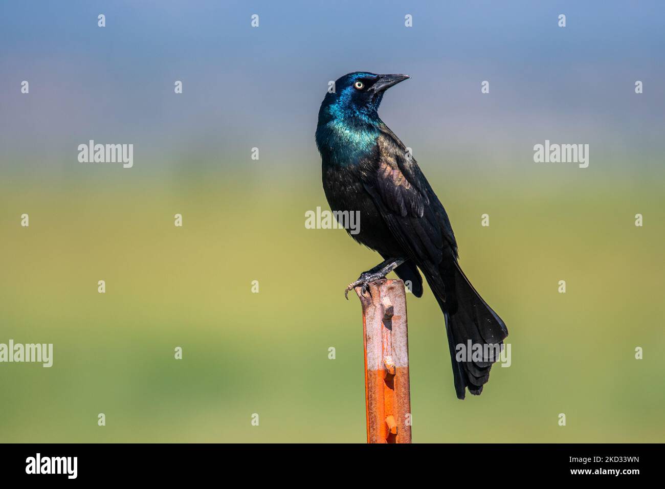 A vibrantly colored male Common Grackle perches on a steel fence post ...